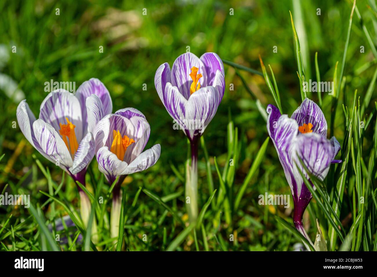 Purple Crocus Flowers in the Spring Sunshine Stock Photo - Alamy