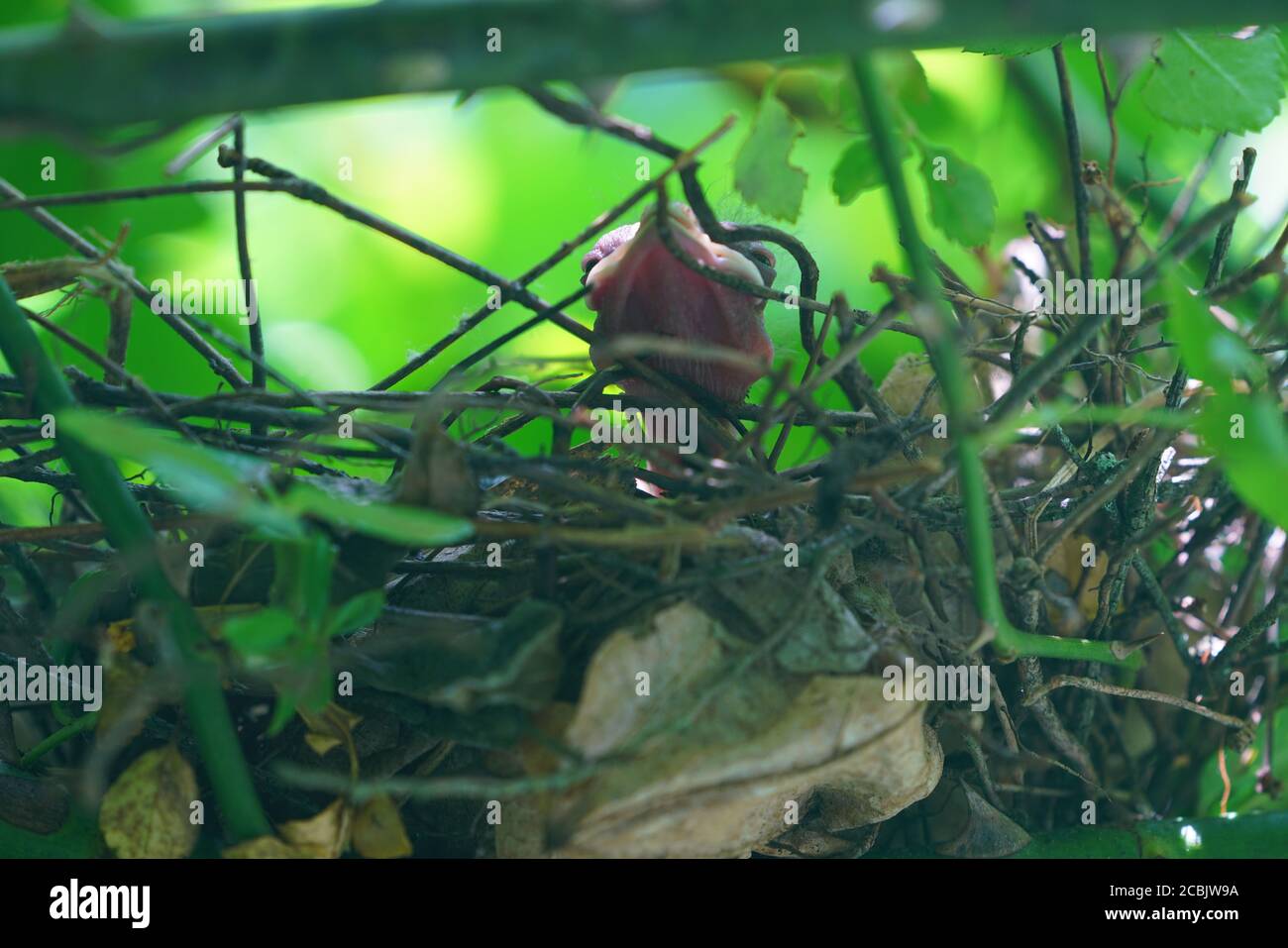 A newborn Northern Cardinal chick bird in the nest Stock Photo - Alamy