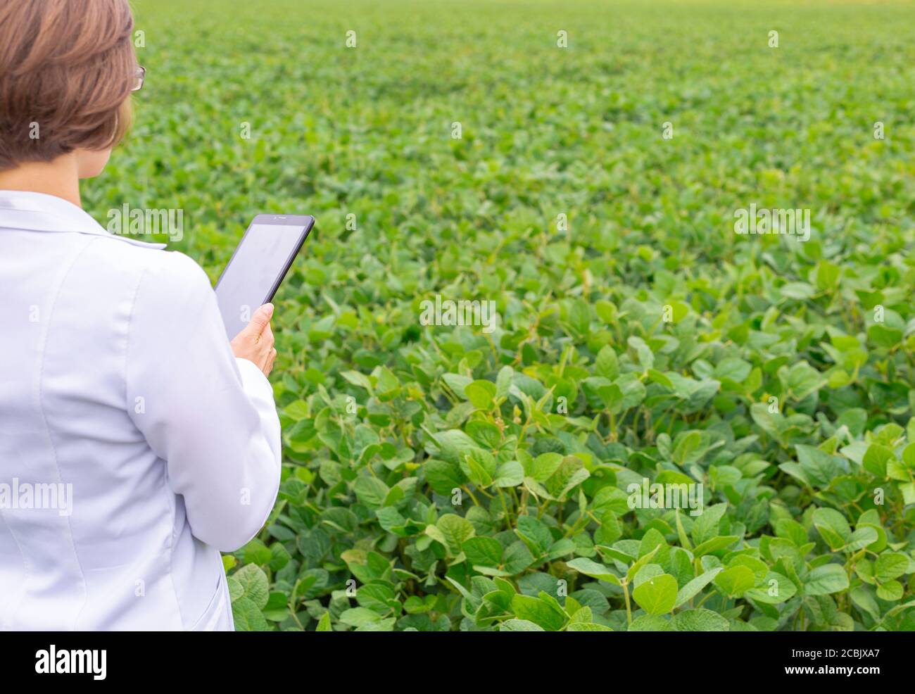 Woman agronomist with digital tablet examines the soybean plant. The ...