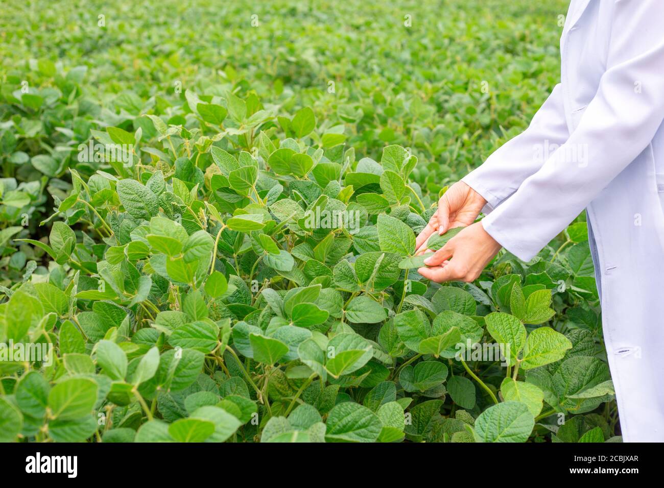 A field scientist examines the plants Stock Photo - Alamy