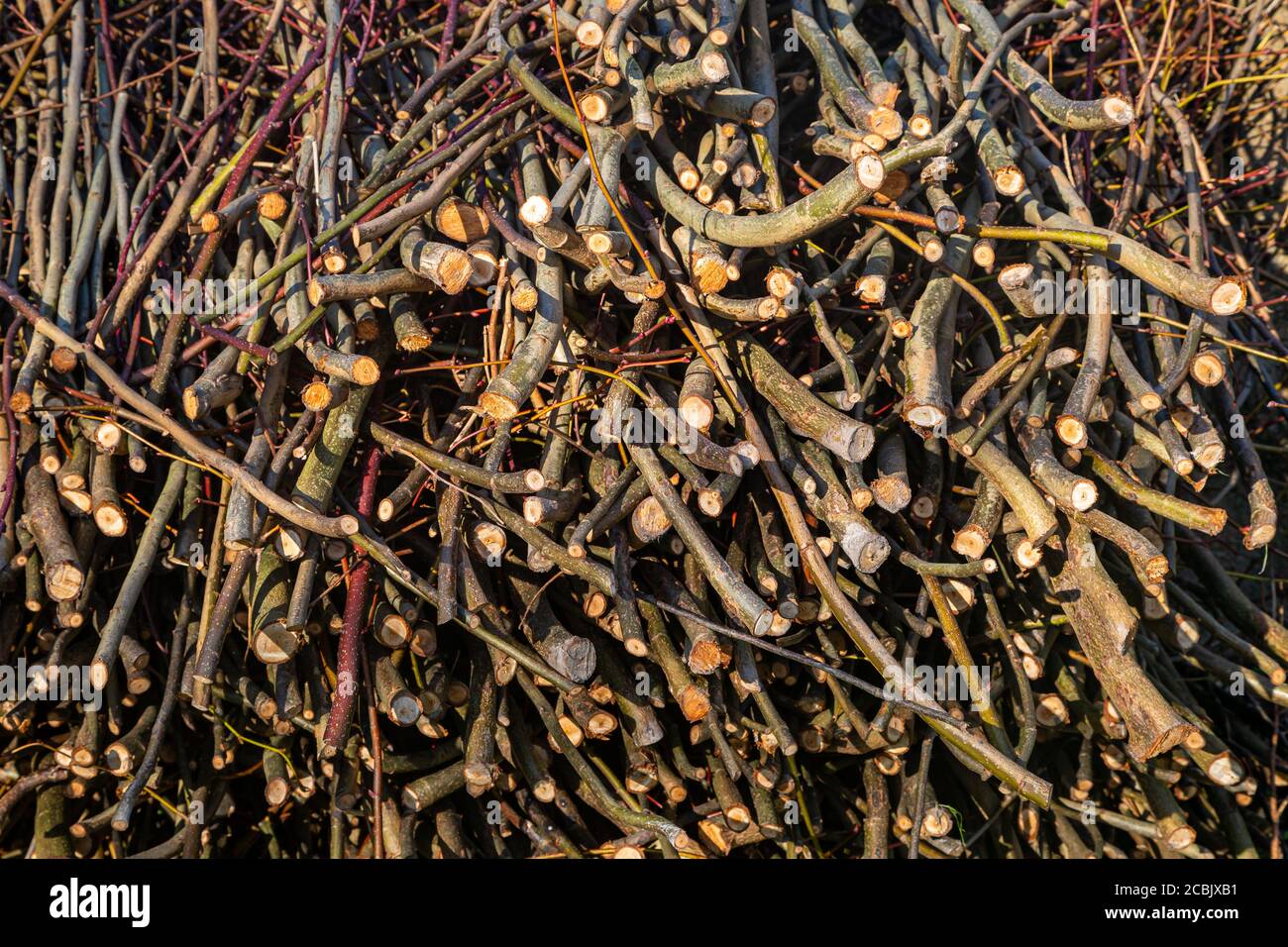 A full frame photograph of cut tree branches in a large pile Stock ...