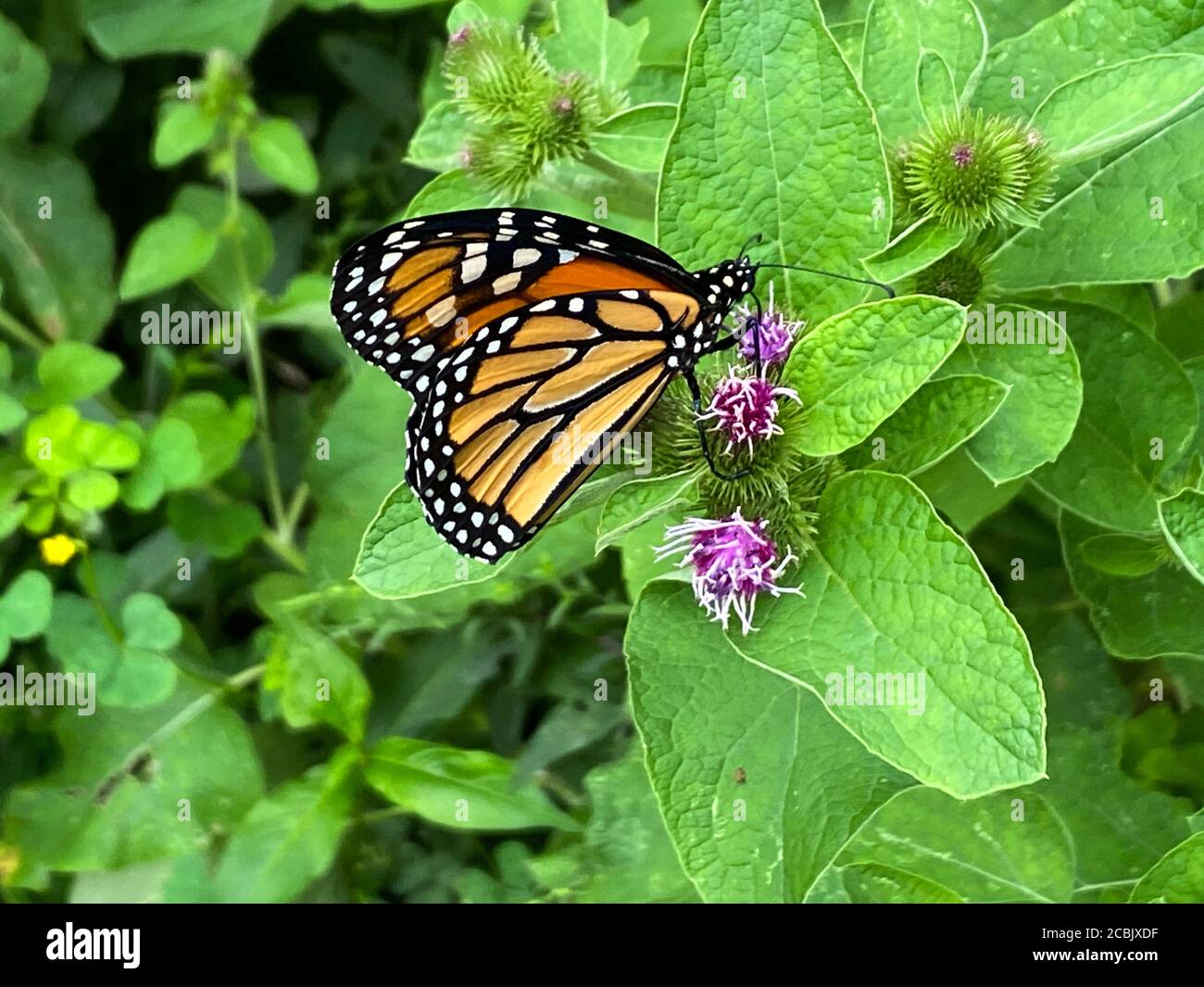 Gathering park hi-res stock photography and images - Alamy