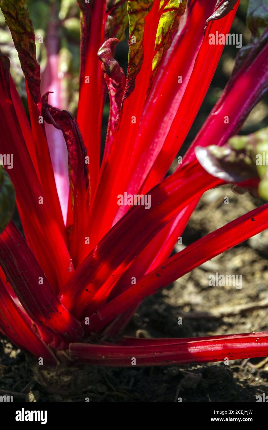 Red Swiss chard vegetable garden red petioles Stock Photo - Alamy