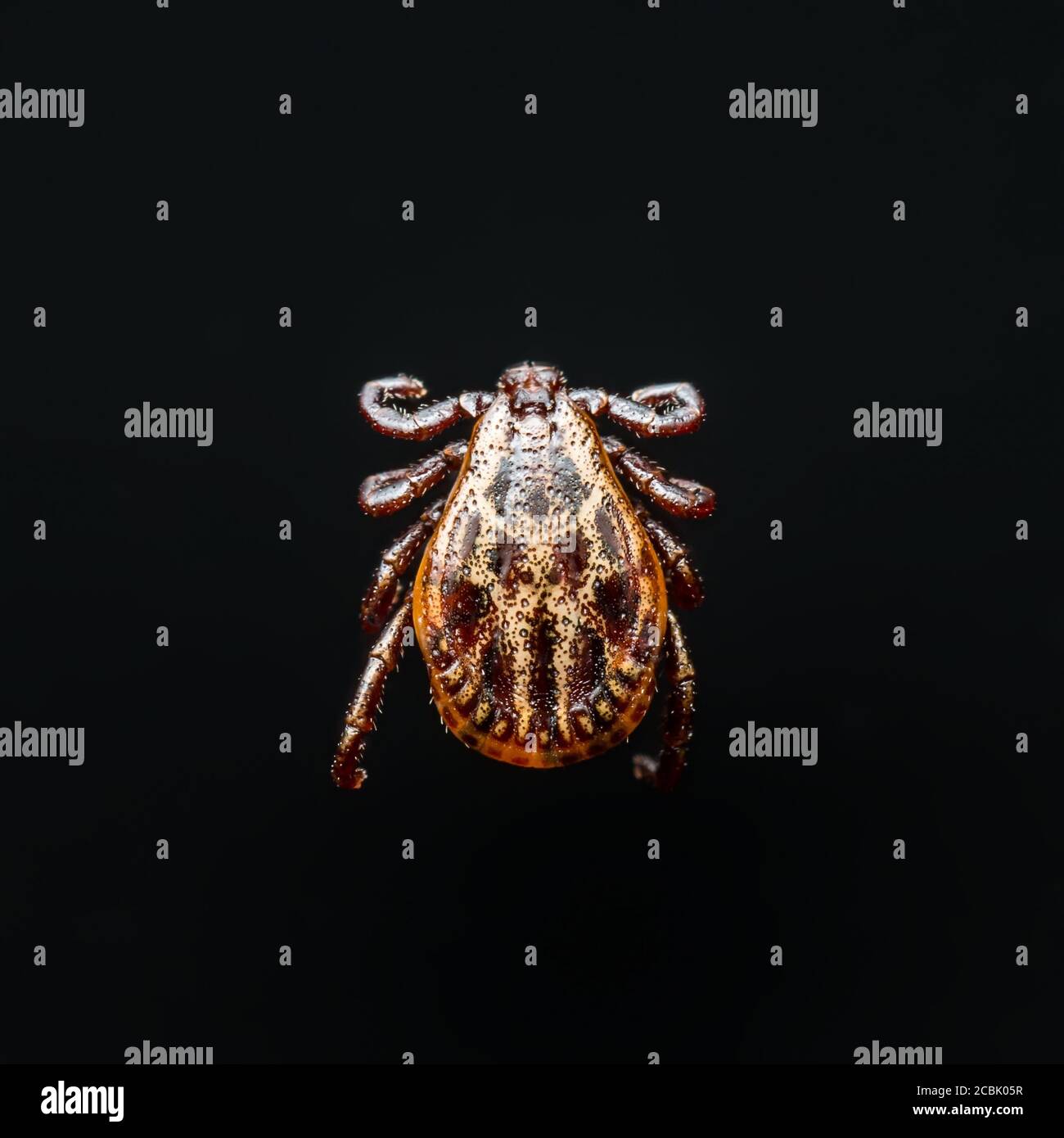 Encephalitis Infected Tick Insect on Black Background. Lyme Borreliosis ...