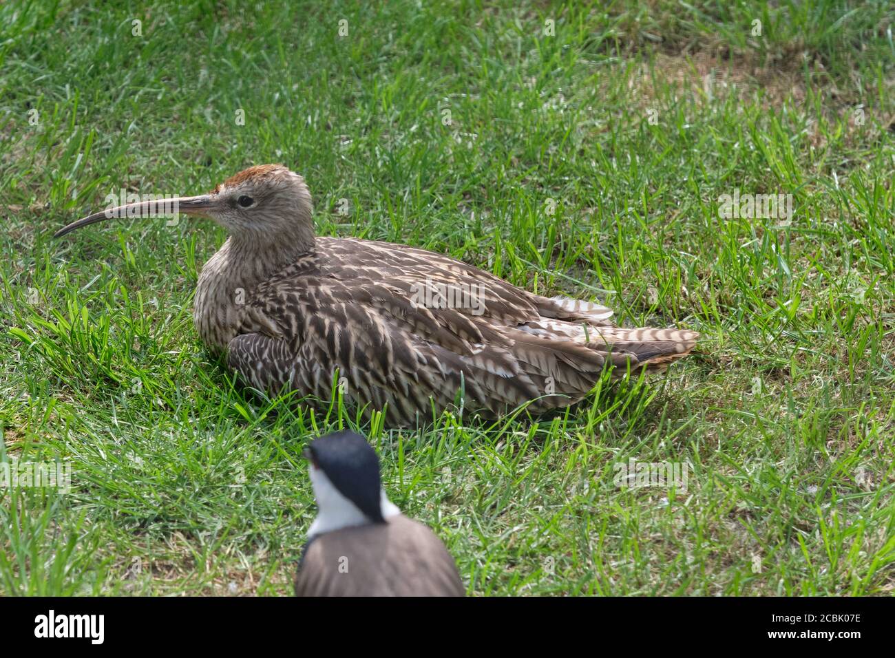 Eurasian curlew chick hi-res stock photography and images - Alamy