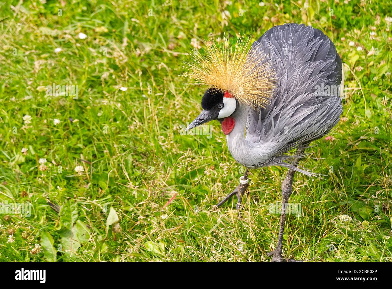 grey crowned crane or balearica regulorum gibericeps. African crowned ...
