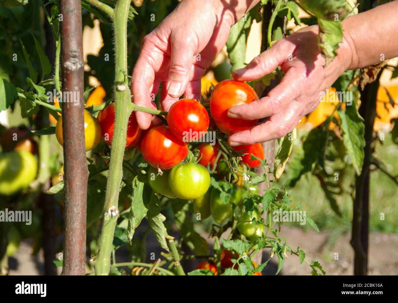 Tomato picking hi-res stock photography and images - Alamy