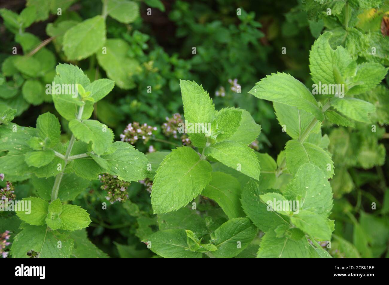 Mint with green leaves in the home garden. Fresh organic spice and ...