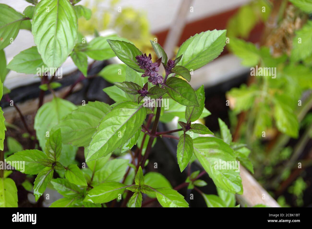 Basil with green leaves in the home garden. Organic spice and herbs ...