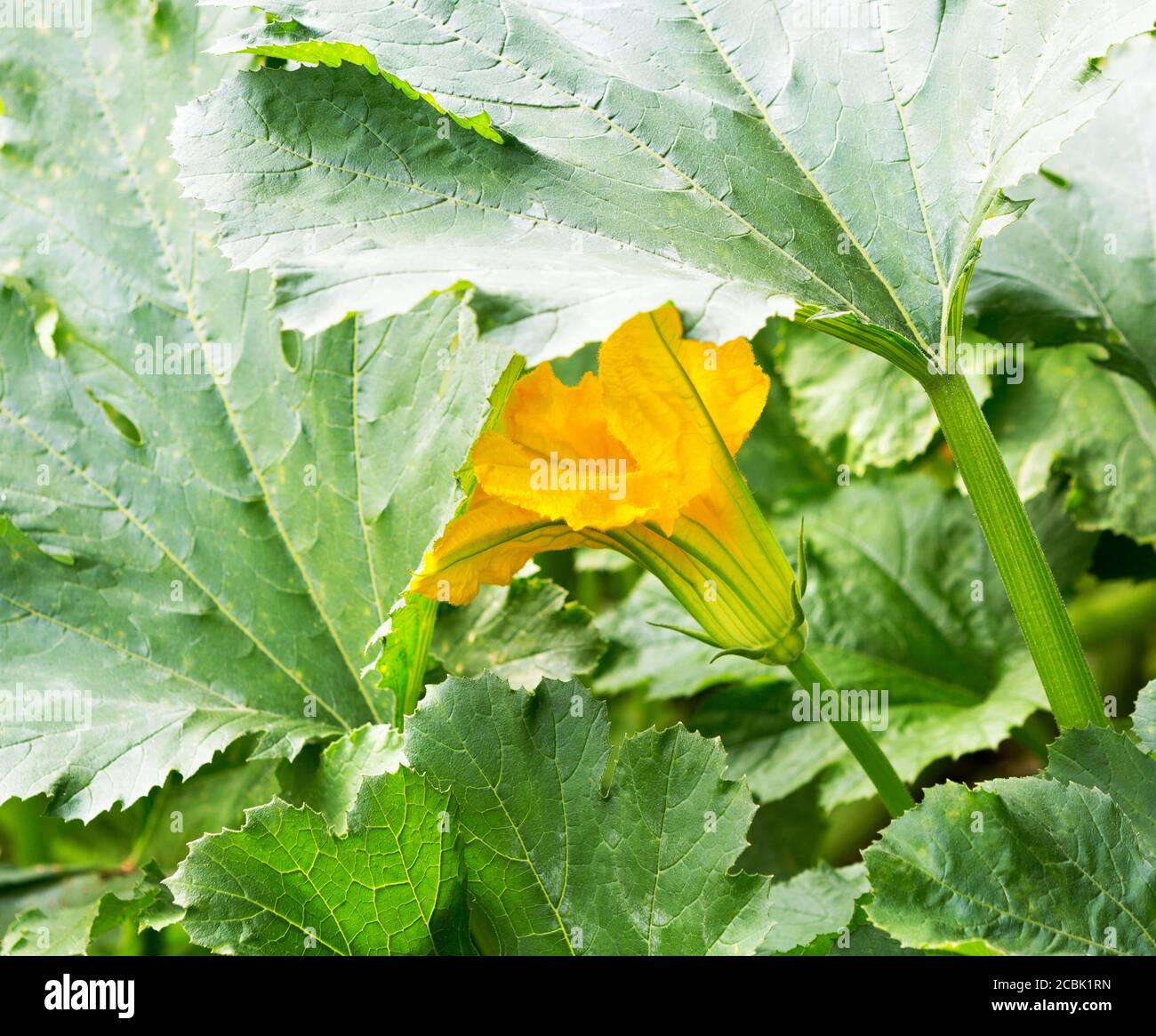 Zucchini plant hi-res stock photography and images - Alamy