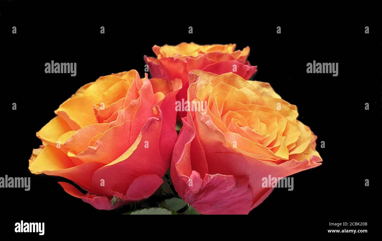 Three orange roses Stock Photo - Alamy