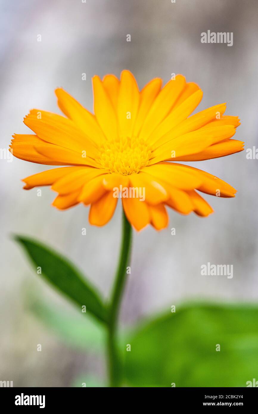 Calendula 'Nova' - Pot Marigold Stock Photo - Alamy