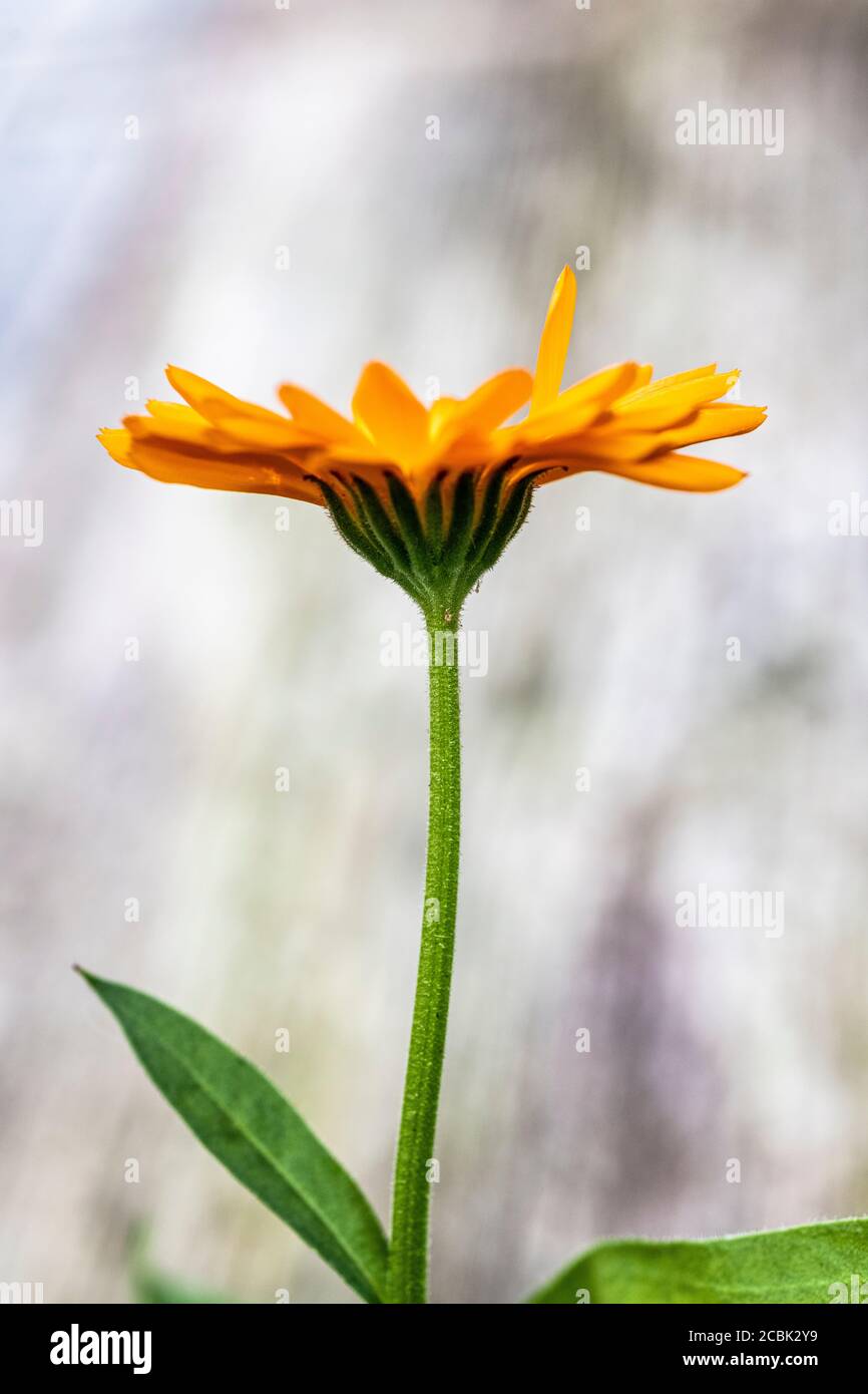 Calendula 'Nova' - Pot Marigold Stock Photo - Alamy