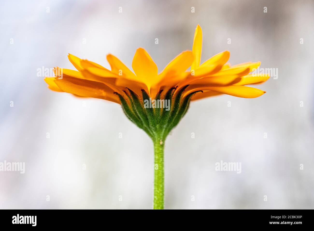 Calendula 'Nova' - Pot Marigold Stock Photo - Alamy