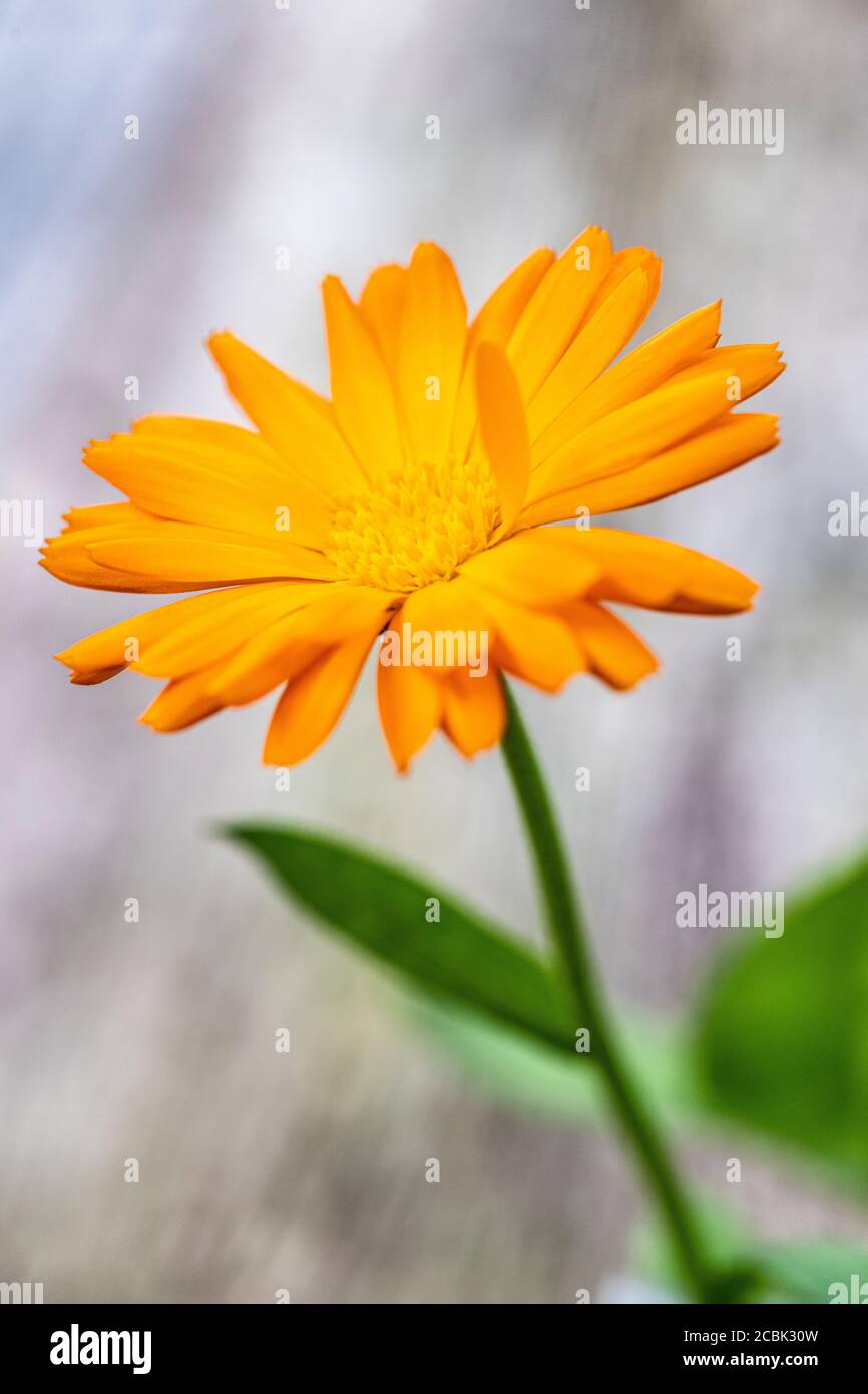 Calendula 'Nova' - Pot Marigold Stock Photo - Alamy