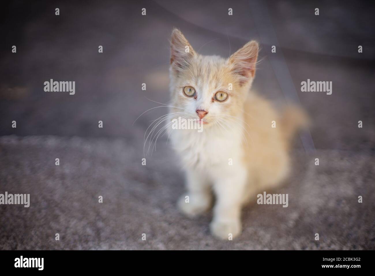 grimy fluffy beige kitten sitting on the grey stone road Stock Photo ...
