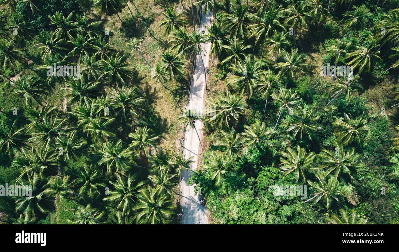 Coconut tree on the island and the sky. Relaxing at the sea Stock Photo ...