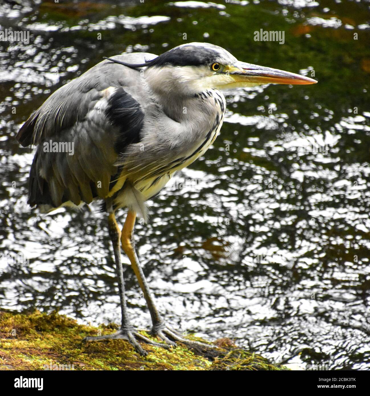 Grey Heron, Hebden Water, Hebden Bridge Stock Photo - Alamy