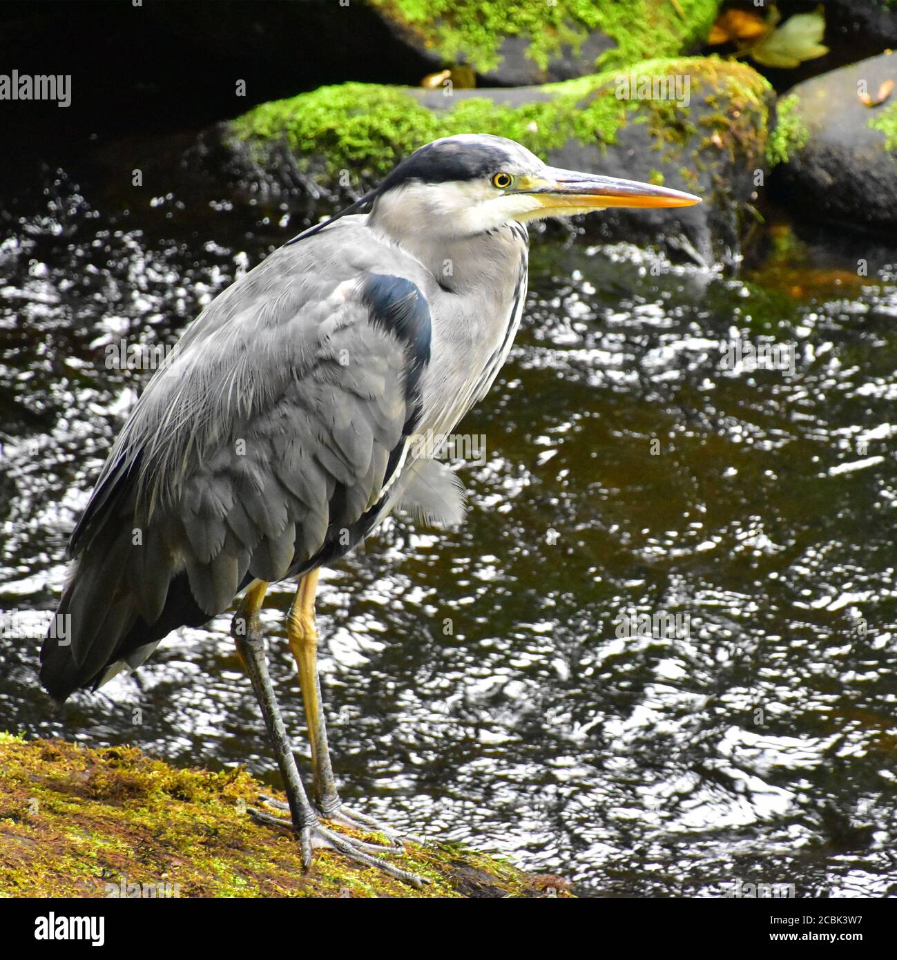 Grey Heron, Hebden Water, Hebden Bridge Stock Photo - Alamy
