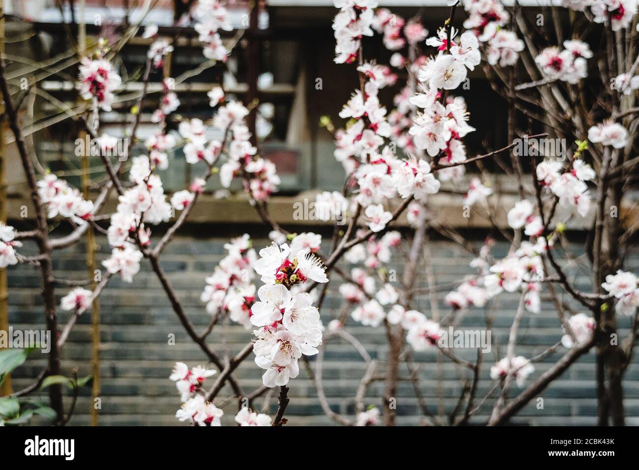 branches of sakura cherry blossoms flowers in bloom in shanghai, china ...