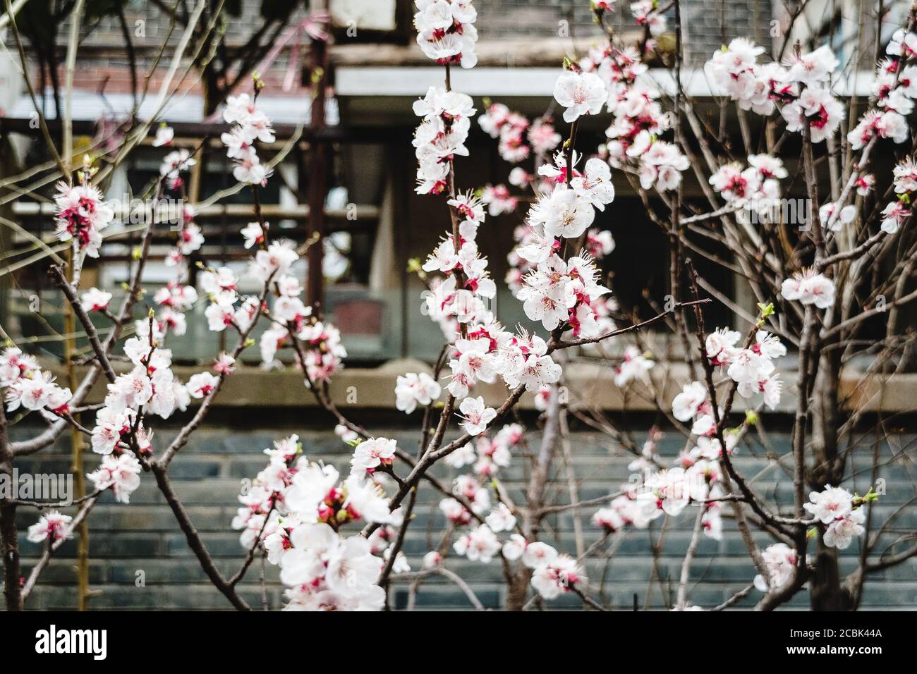 branches of sakura cherry blossoms flowers in bloom in shanghai, china ...