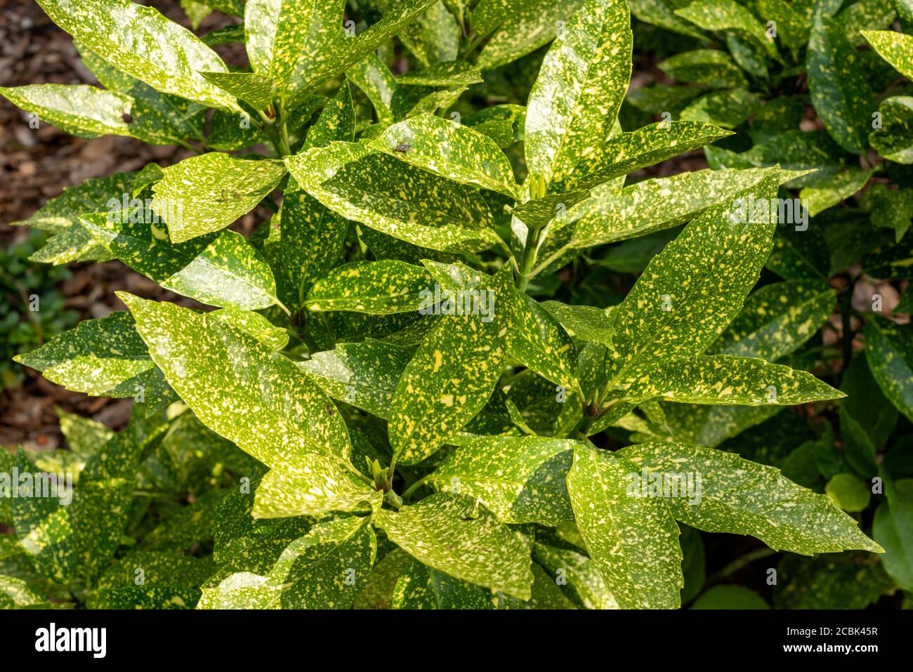 Spotted laurel plant leaves hi-res stock photography and images - Alamy
