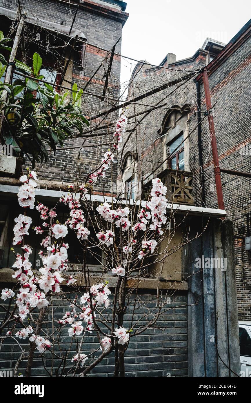 branches of sakura cherry blossoms flowers in bloom in shanghai, china ...