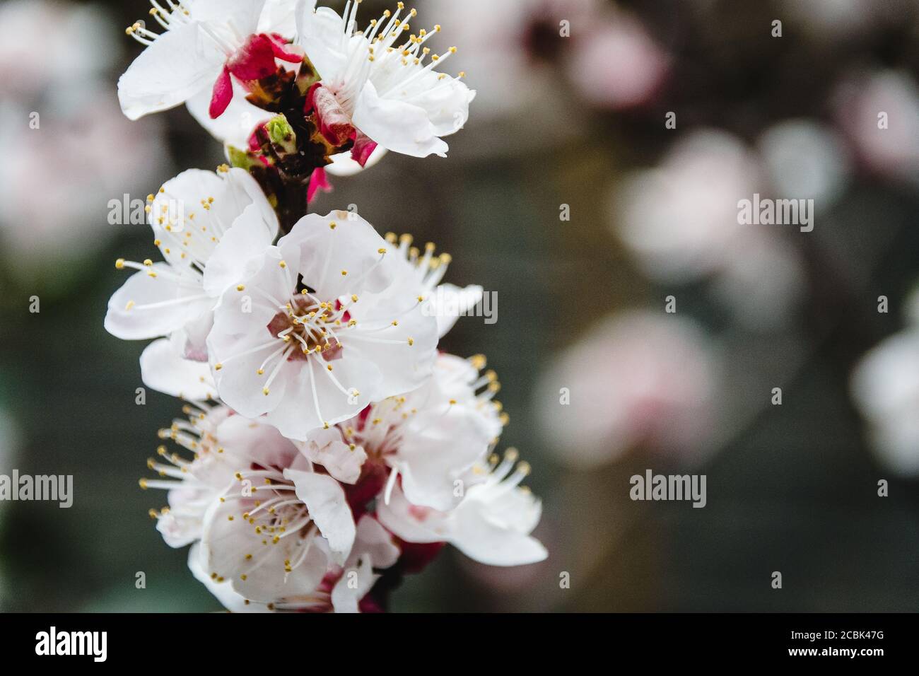 branches of sakura cherry blossoms flowers in bloom in shanghai, china ...