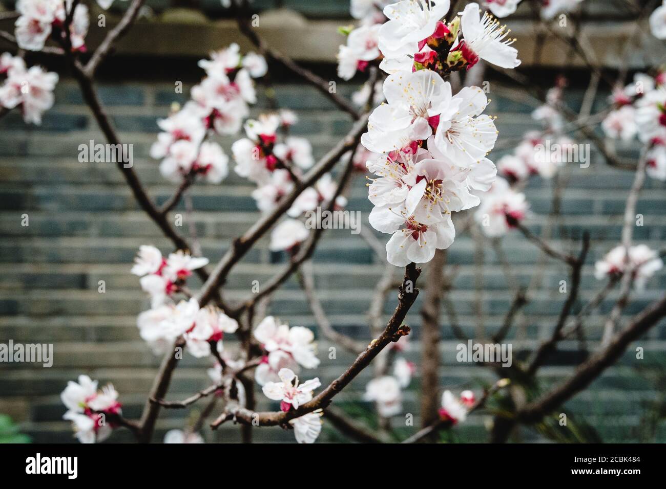 branches of sakura cherry blossoms flowers in bloom in shanghai, china ...