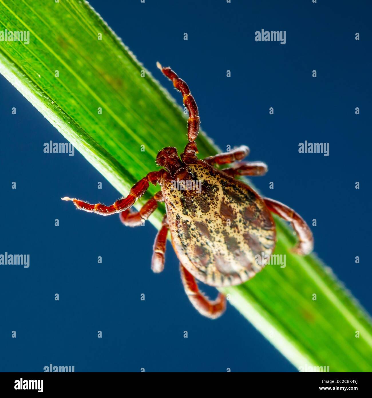 Parasite infection hi-res stock photography and images - Alamy