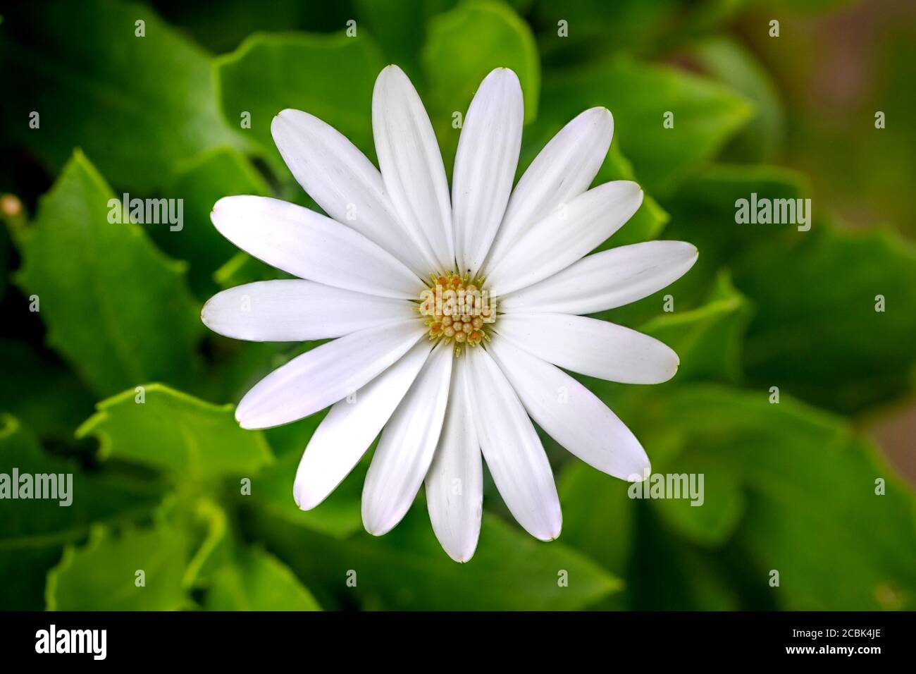 Large daisy hi-res stock photography and images - Alamy