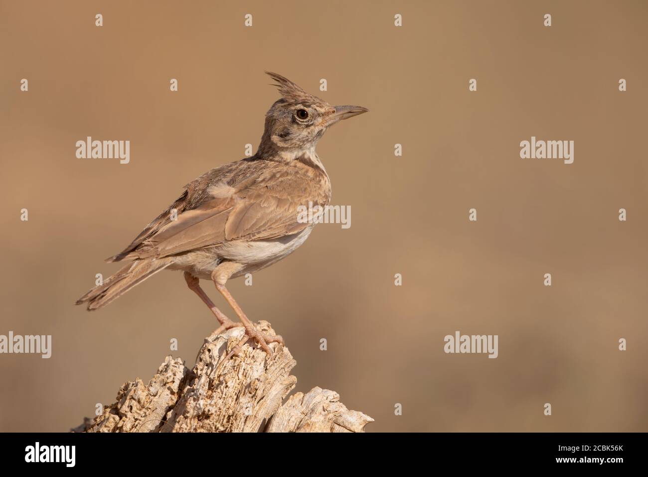 Campo de lark hi-res stock photography and images - Alamy