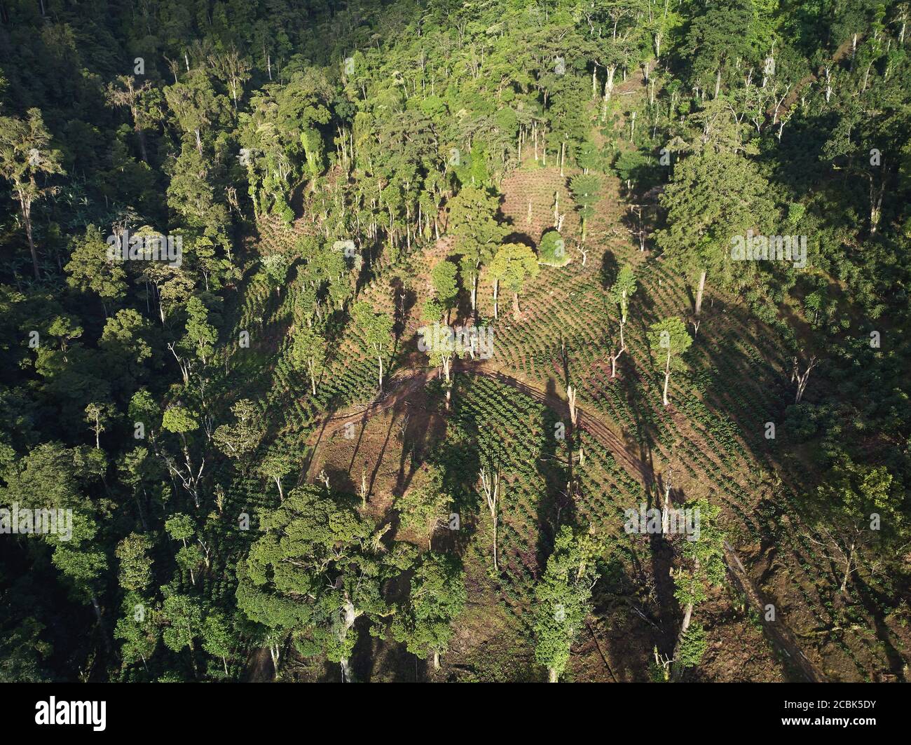 Jungle drone hi-res stock photography and images - Alamy