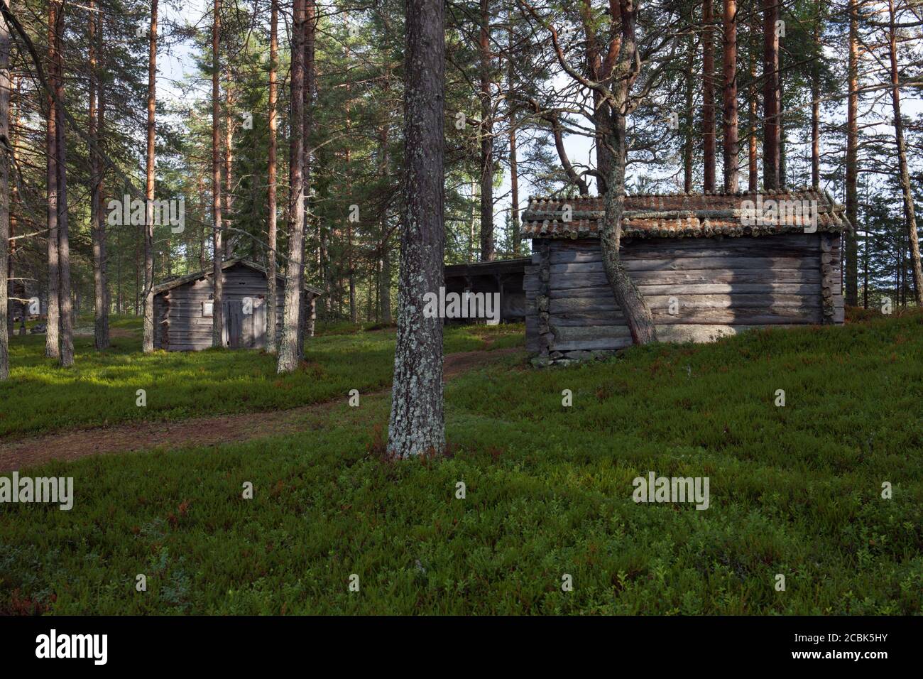 Wooden warehouses, farmhouse far out in rural country. Trees and forest ...