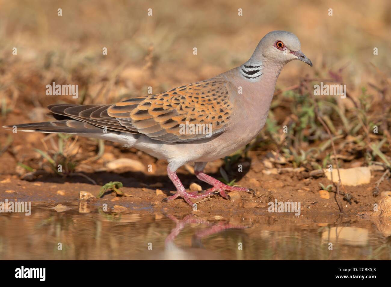 Palearctic turtle hi-res stock photography and images - Alamy