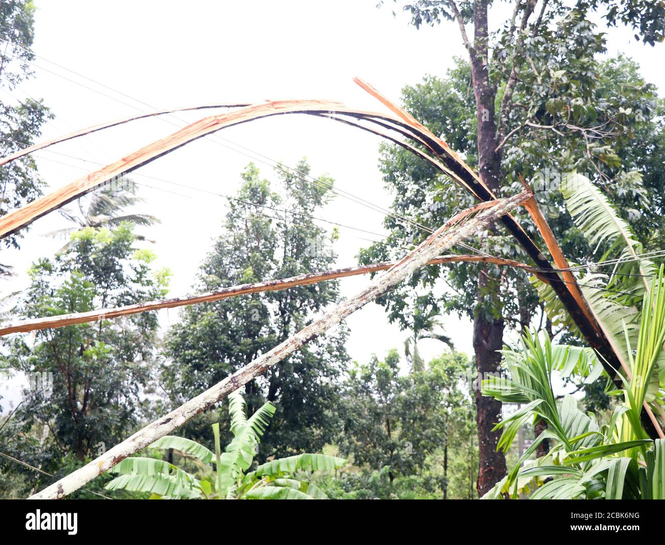 Areca nut tree broken into pieces and fallen on electric line by strong ...