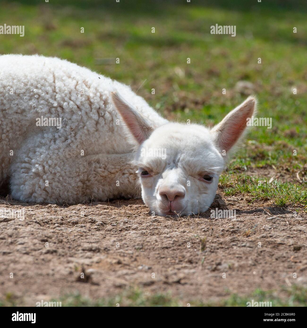 Tired farmer hi-res stock photography and images - Alamy