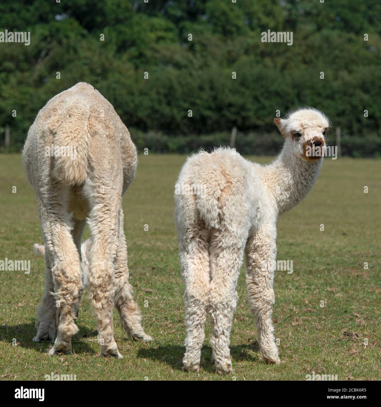 mother and baby alpaca Stock Photo - Alamy