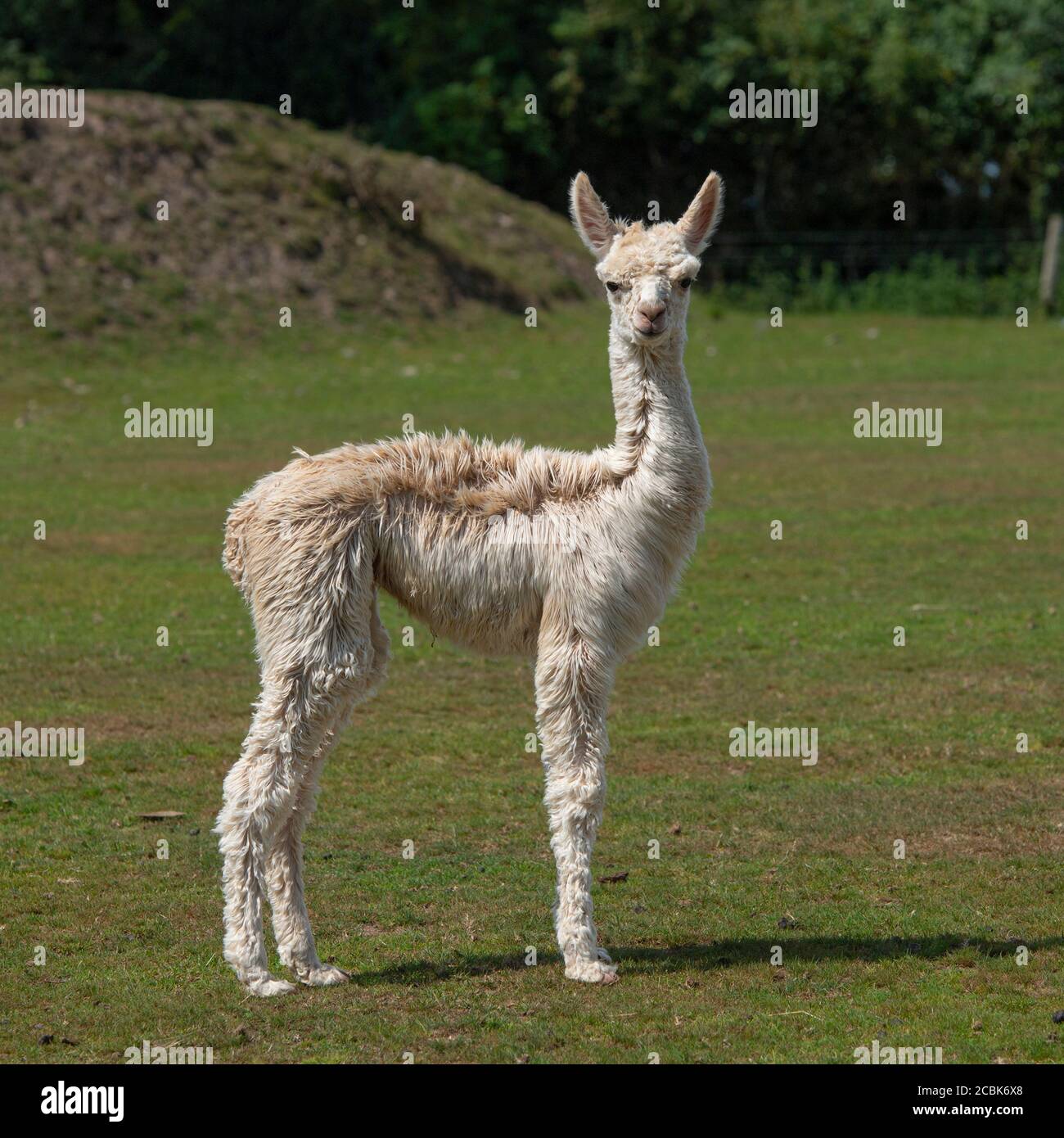 Side view of baby alpaca hi-res stock photography and images - Alamy