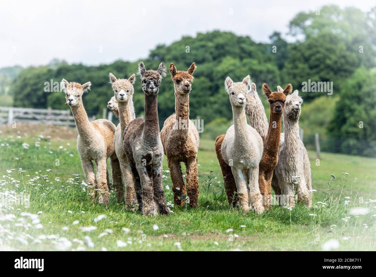 Whole herd hi-res stock photography and images - Alamy