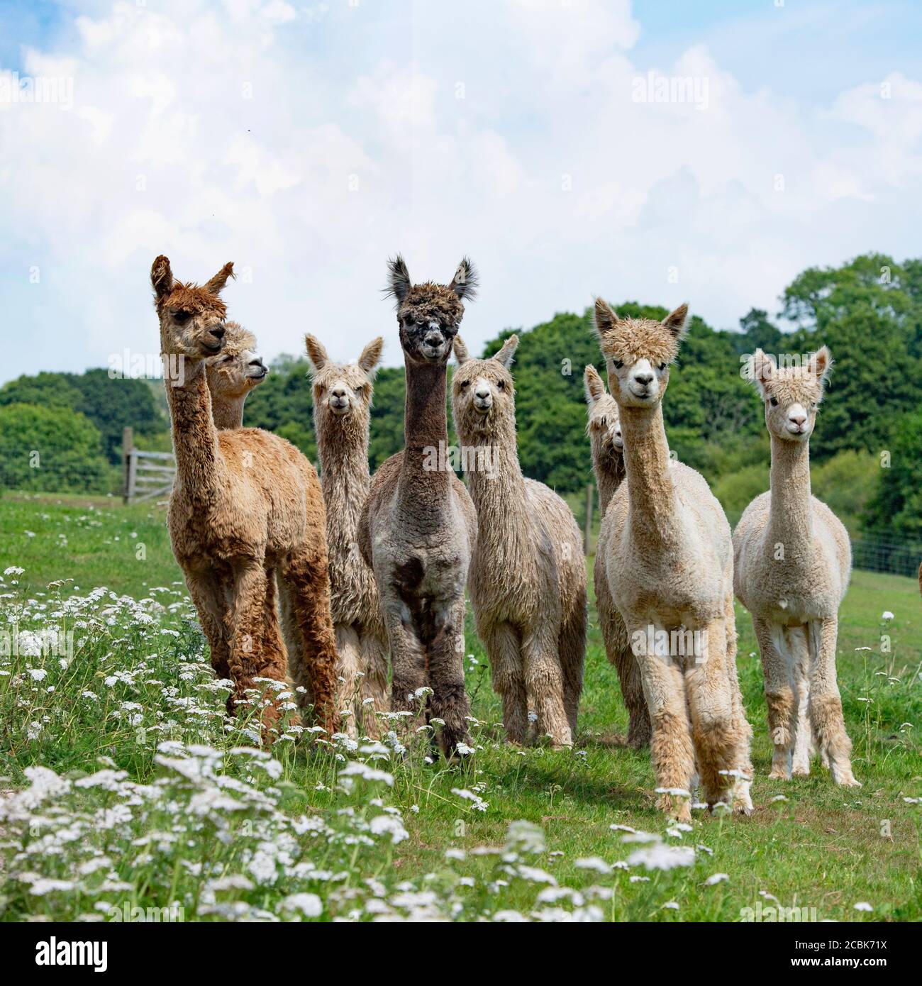 Friendly herd hi-res stock photography and images - Alamy