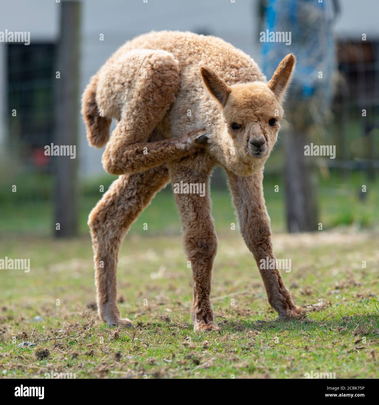 Whole animal hi-res stock photography and images - Alamy