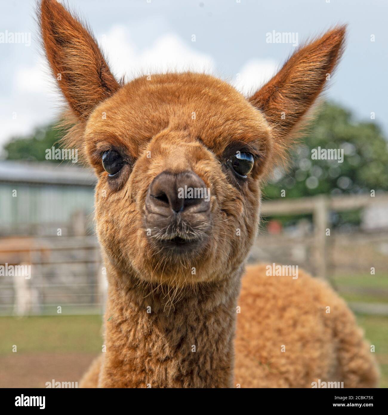 Alpaca cria not baby not young hi-res stock photography and images - Alamy