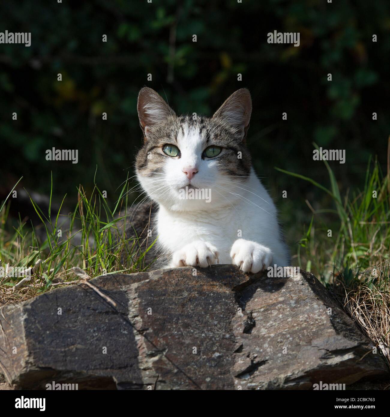 Feral cat outside hi-res stock photography and images - Alamy