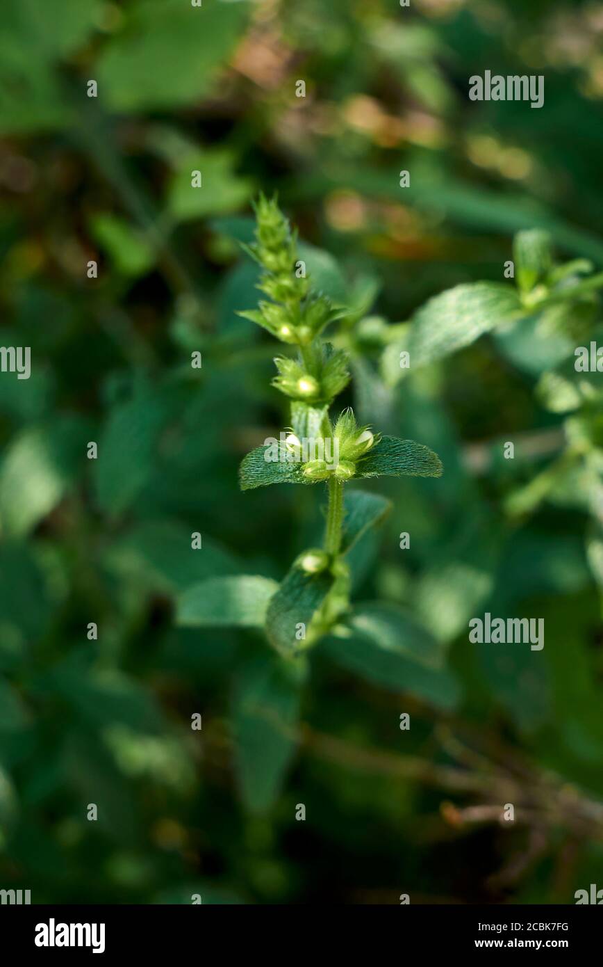 Stachys recta plant with white inflorescence Stock Photo - Alamy
