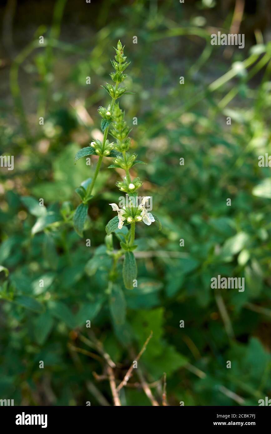 Stachys recta plant with white inflorescence Stock Photo - Alamy