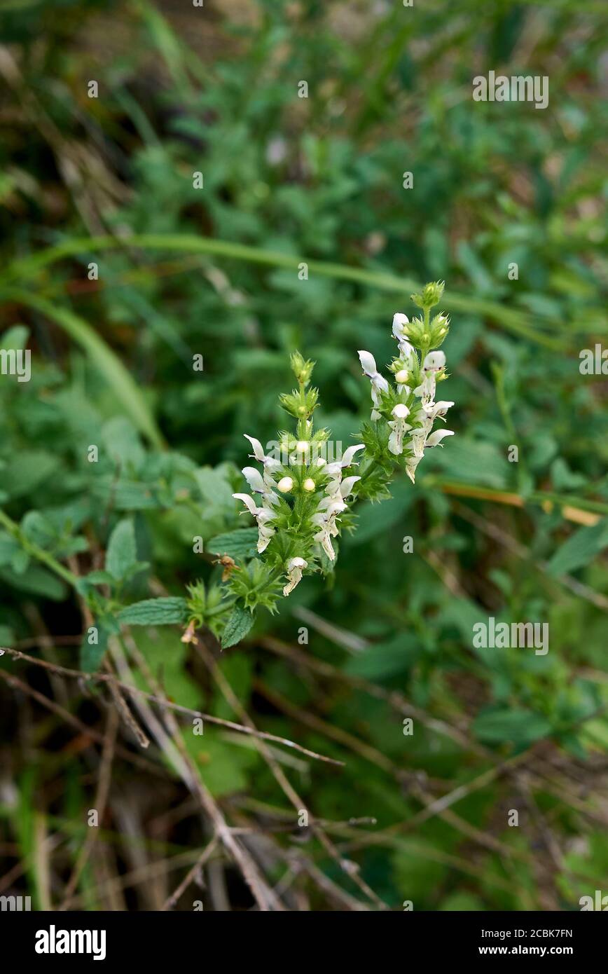 Stachys recta plant with white inflorescence Stock Photo - Alamy