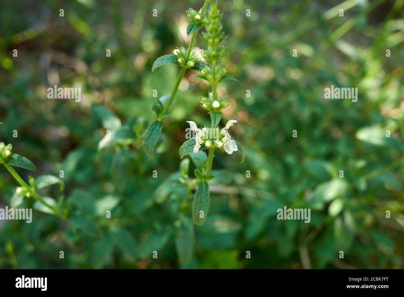 Stachys recta plant with white inflorescence Stock Photo - Alamy
