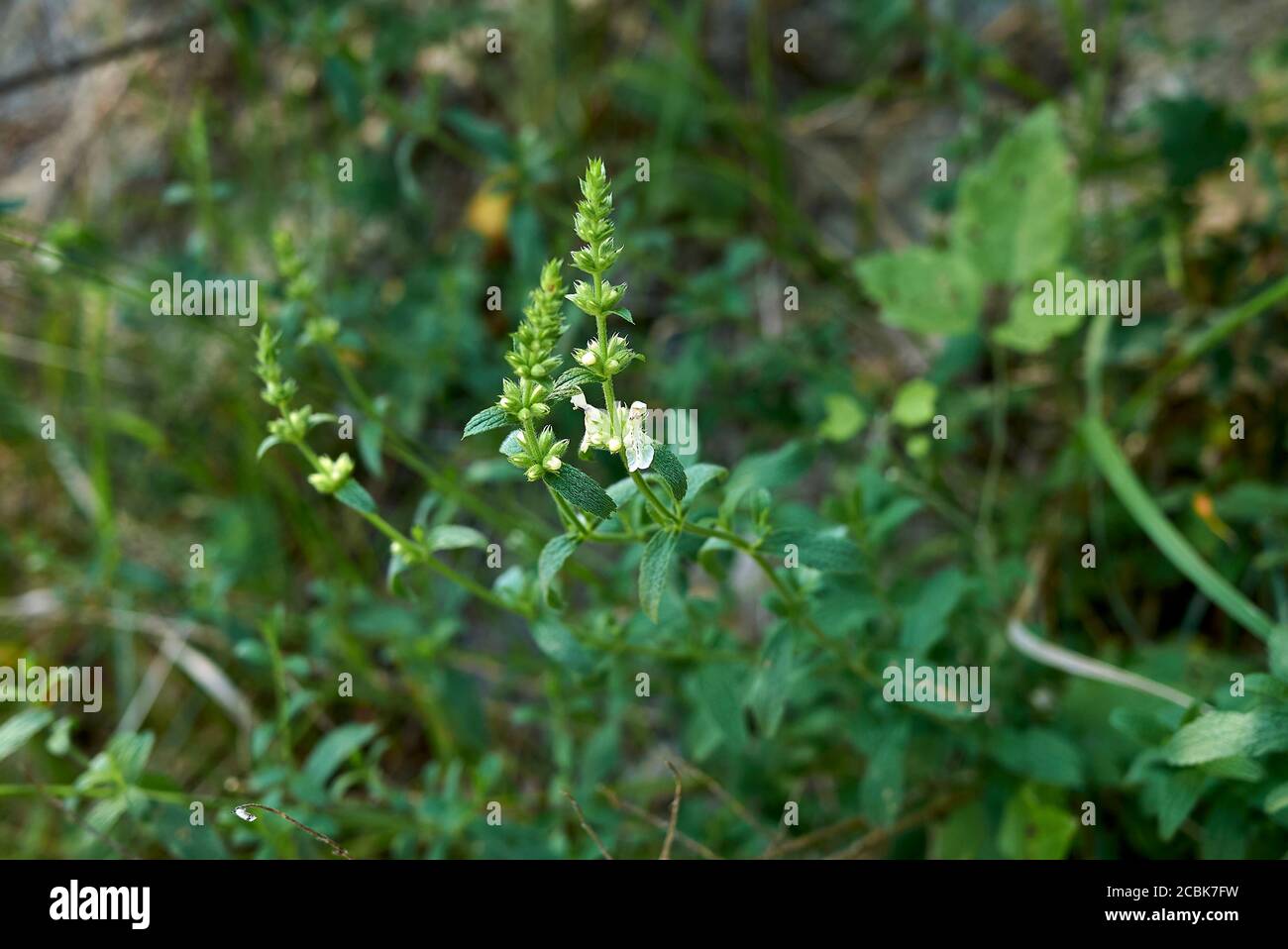 Stachys recta plant with white inflorescence Stock Photo - Alamy