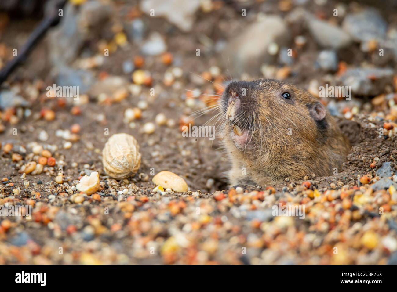 Gopher Burrow High Resolution Stock Photography and Images - Alamy